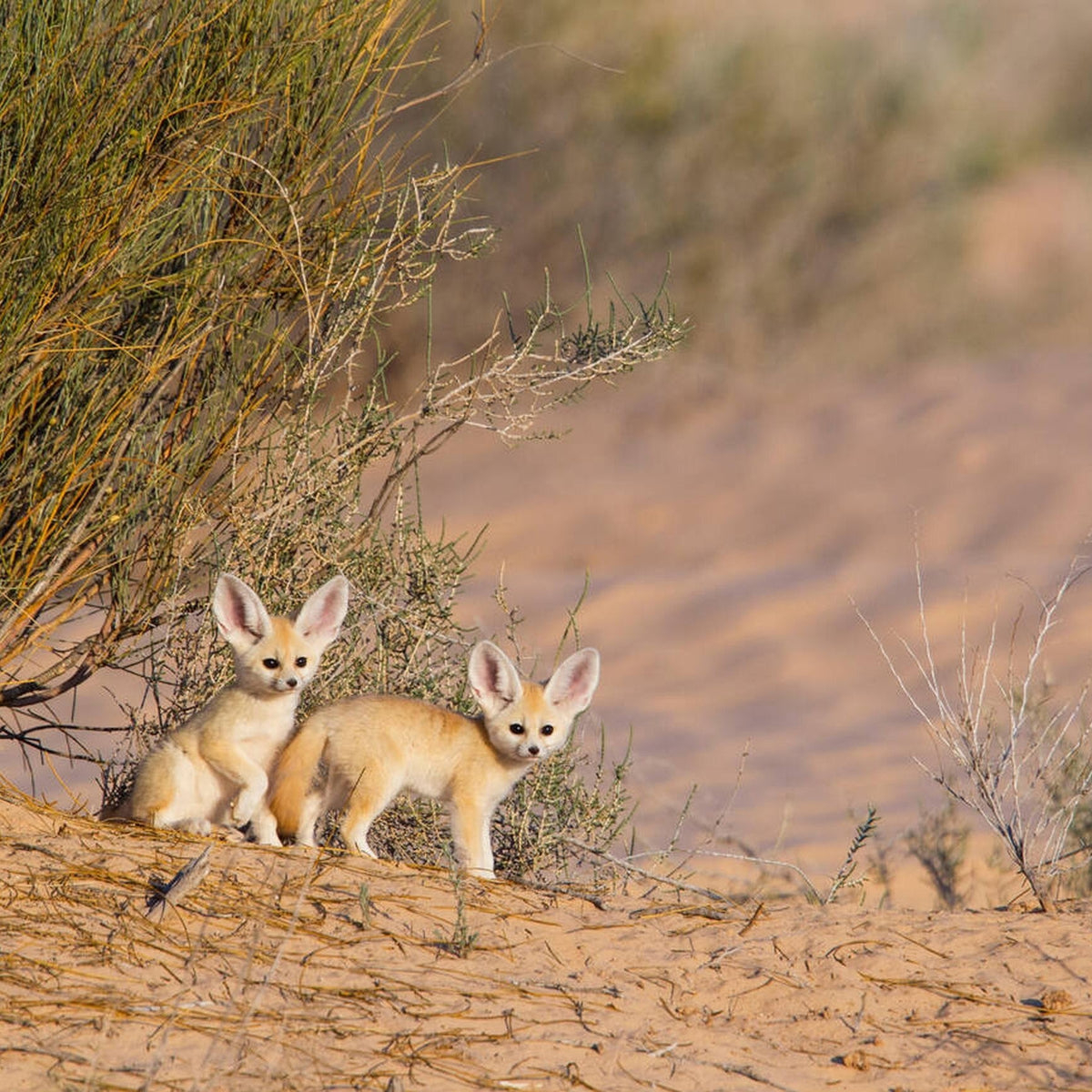 The Enchanting Sprite of the Sahara Desert – The Fennec Fox – Tailored ...