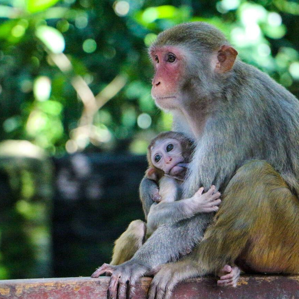 Sanya Monkey Island Park + Atlantis Aquarium Day Tour – Tailored Luxury ...